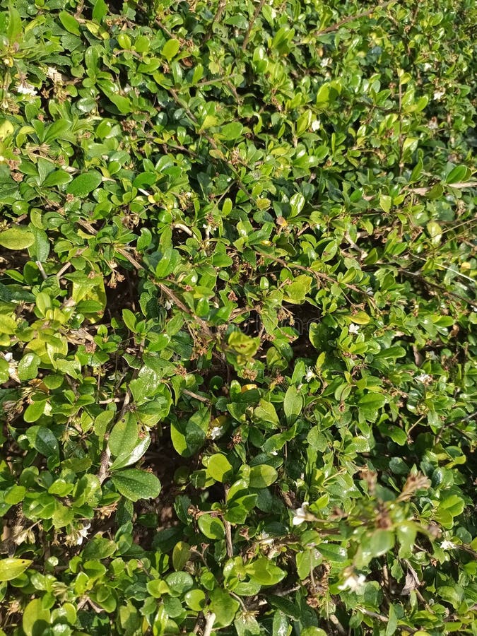 A Plant with Small Leaves and Has a Thin but Strong Stem Stock Image ...