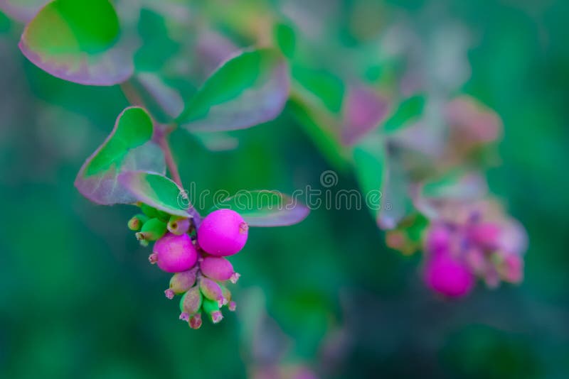 Plant with Small Purple Fruits on a Summer Day Stock Image - Image of ...