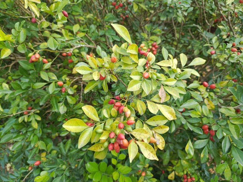 A Plant with Small Red Fruit Stock Photo - Image of leaf, tree: 289264654