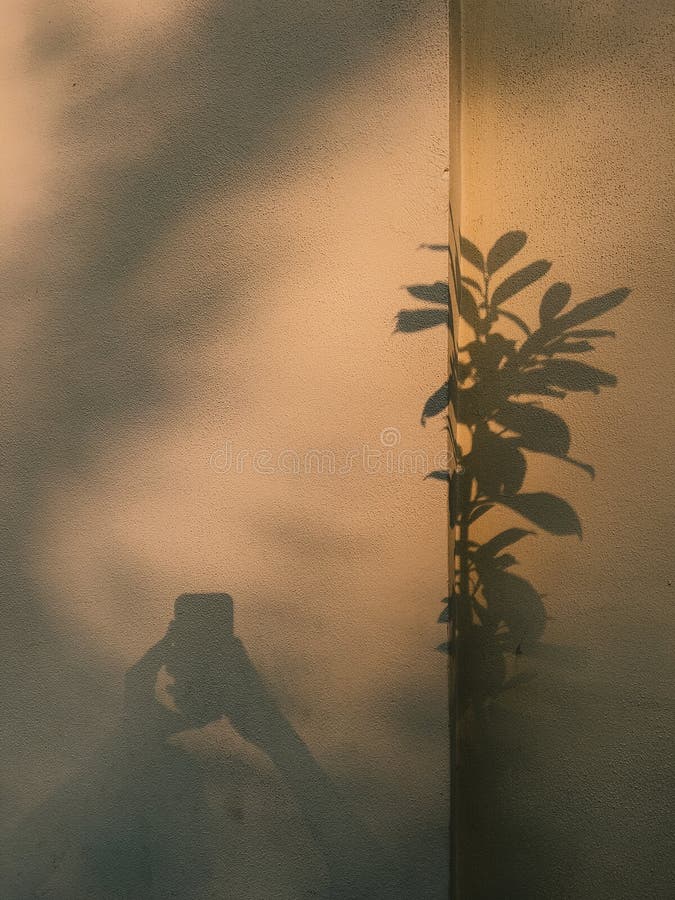 Plant and Smartphone User Casting Shadows on Textured Wall. Person ...