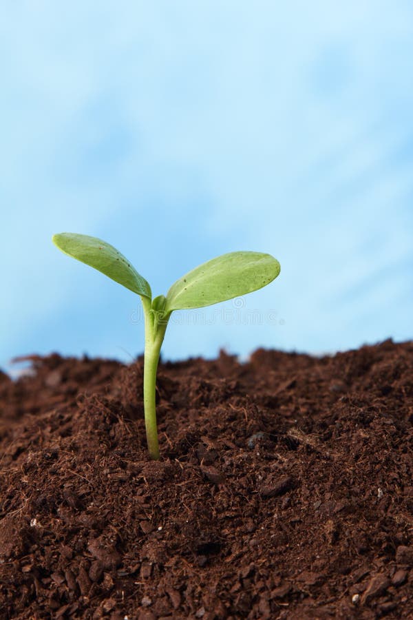 Plant in soil growing stock image. Image of agriculture - 26907567