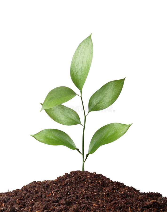 Plant in Soil Isolated on White Background Stock Photo - Image of dirt ...