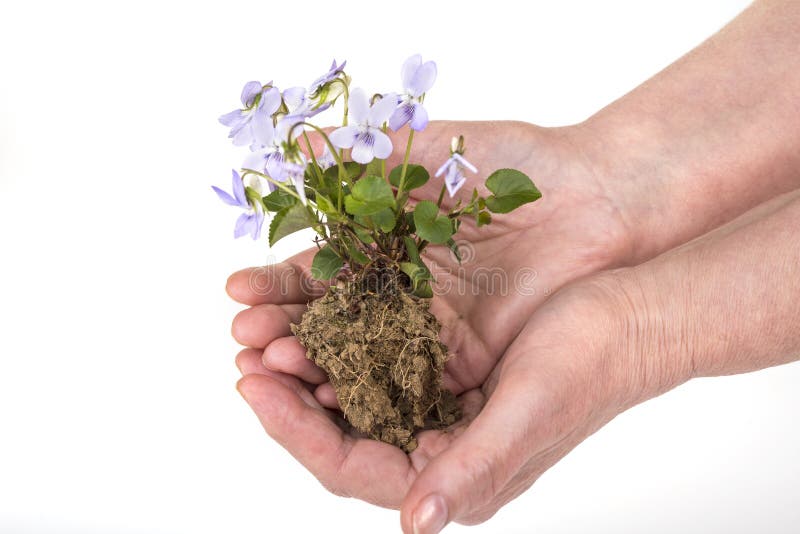 Plant with Soil and Roots in the Hands Stock Image - Image of ...