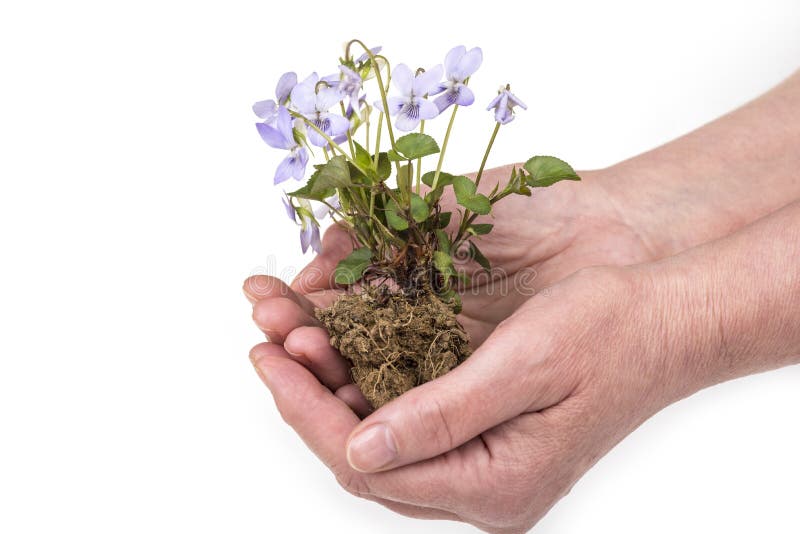 Roots in the Hands of the Grower. Macro Healthy Cannabis Roots ...