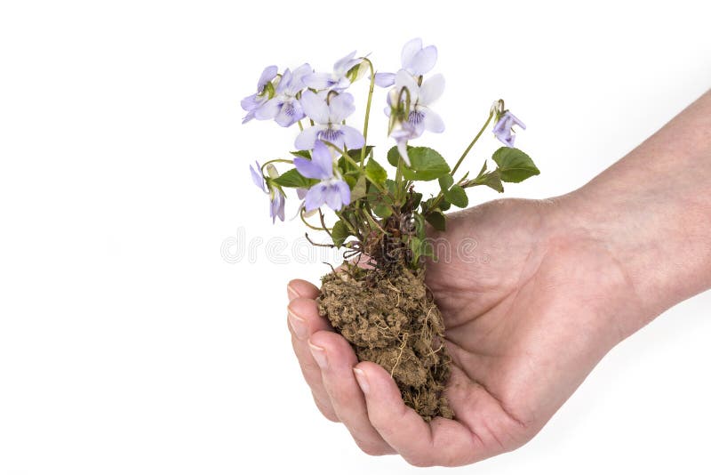 Plant with Soil and Roots in the Hands Stock Photo - Image of tree ...