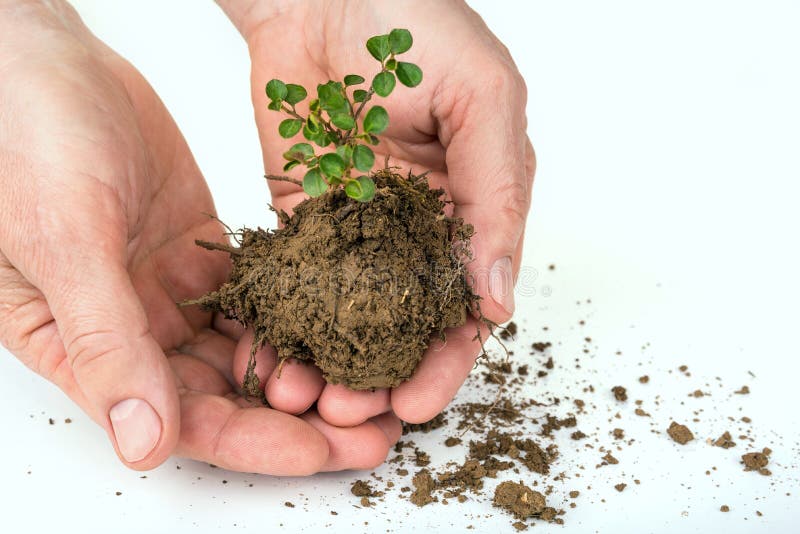 Plant with Soil and Roots in the Hands Stock Image - Image of ...