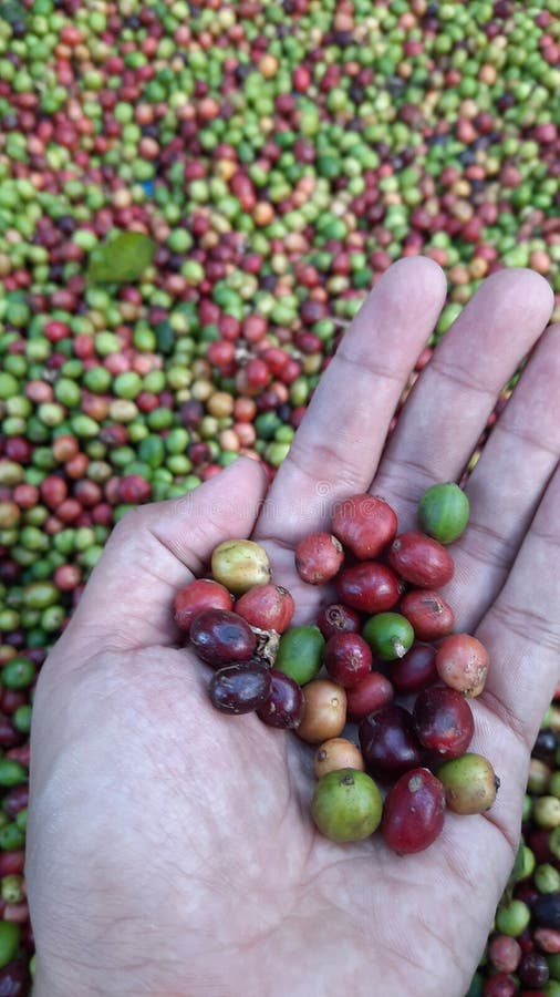 Plant and is a Source of Coffee Beans Andcoffee Stock Photo - Image of ...