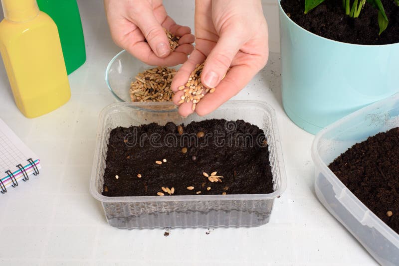 Plant and Sow Seeds in Planters for Germination at Home . Step-by-step ...