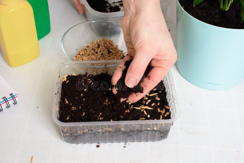 Plant and Sow Seeds in Planters for Germination at Home . Step-by-step ...