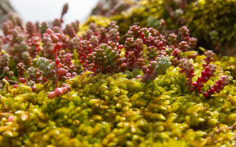 Plant species of Sedum stock photo. Image of racimo, cluster - 86512742