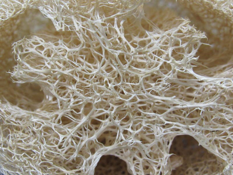 The plant sponge stock photo. Image of nature, sponge - 138859540