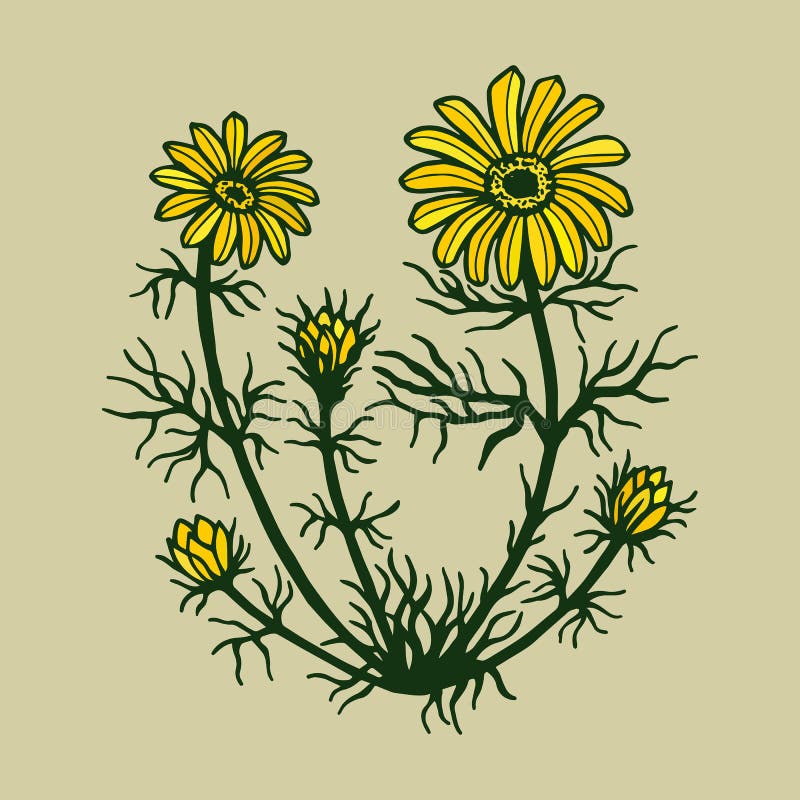 Plant Spring Adonis, Adonis, Chamomile. Vector Stock Illustration Eps ...
