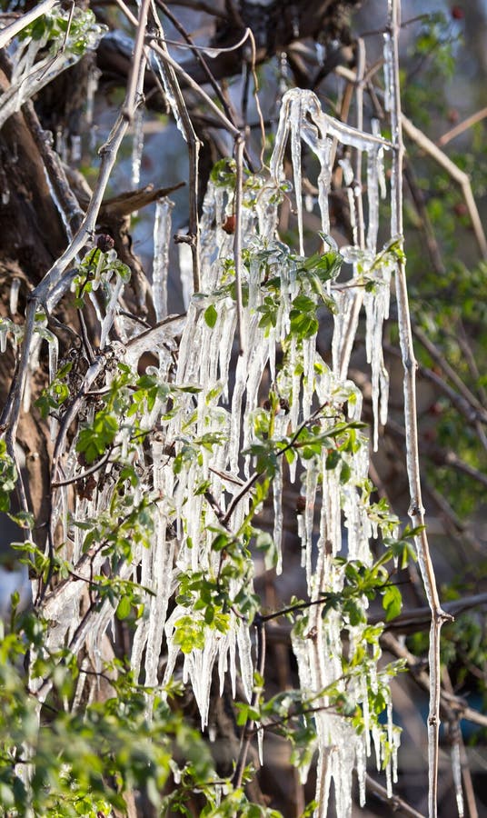 On the plant in spring stock photo. Image of green, march - 111236990