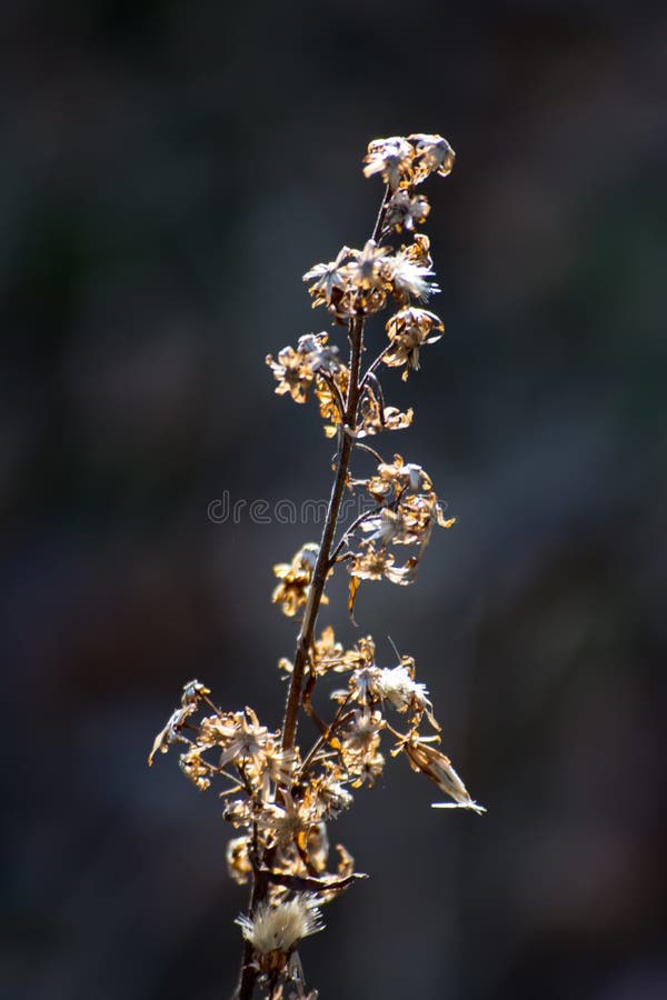 Plant Spring in the Sun Yellow Gray Stock Photo - Image of autumn ...