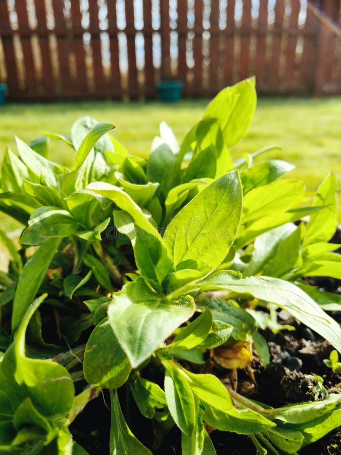 Plant springtime green stock image. Image of vegetable - 216454595