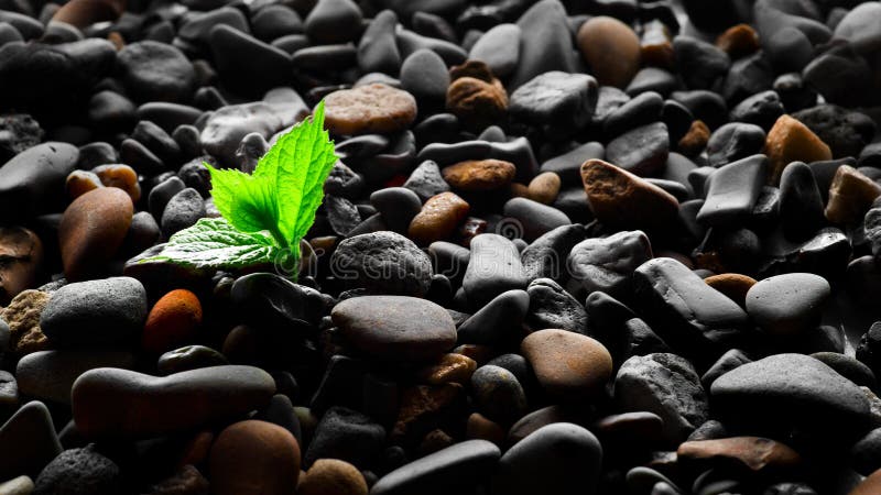 Plant sprout in pebbles stock image. Image of herb, floral - 118577027