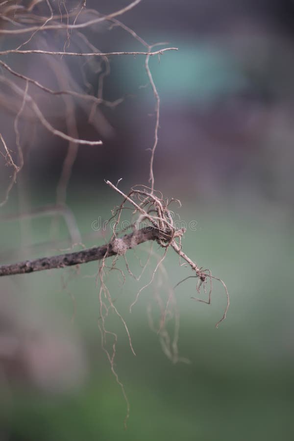 Plant Sprout Roots Close Up Stock Image - Image of natural, nature ...