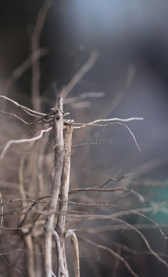 Plant Sprout Roots Close Up Stock Photo - Image of closeup, season ...