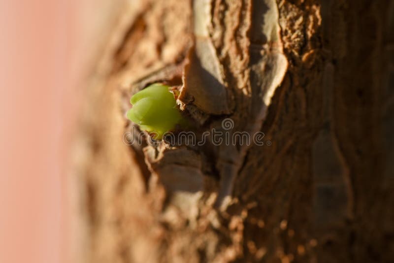 Plant Sprout Sprouting through the Bark, Close-up Stock Image - Image ...