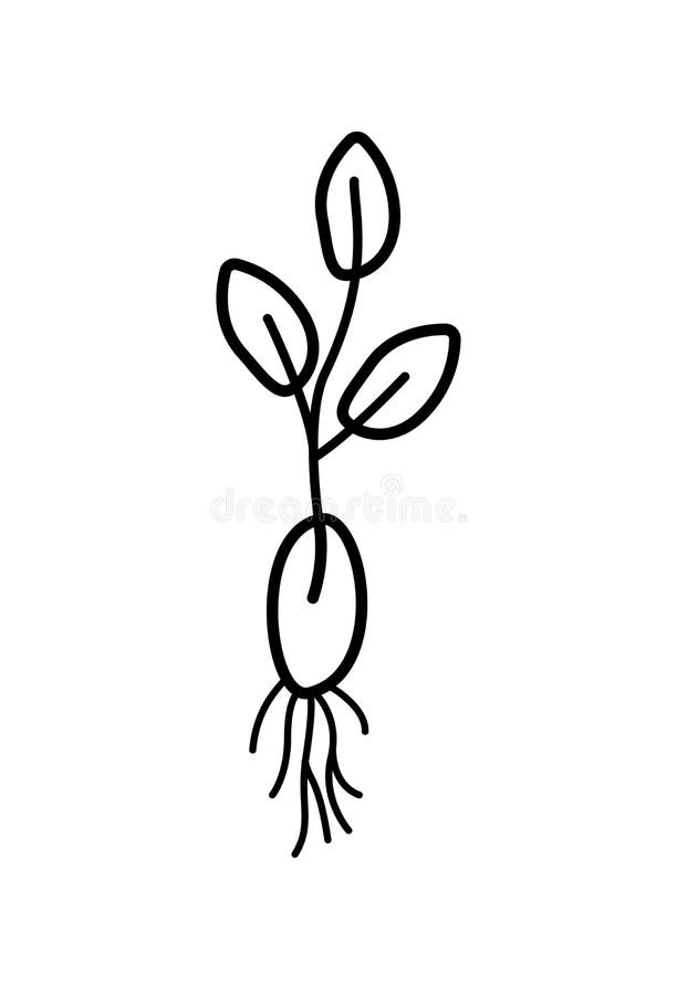 Doodle Ground Growth Root Seed Stock Illustrations – 47 Doodle Ground ...