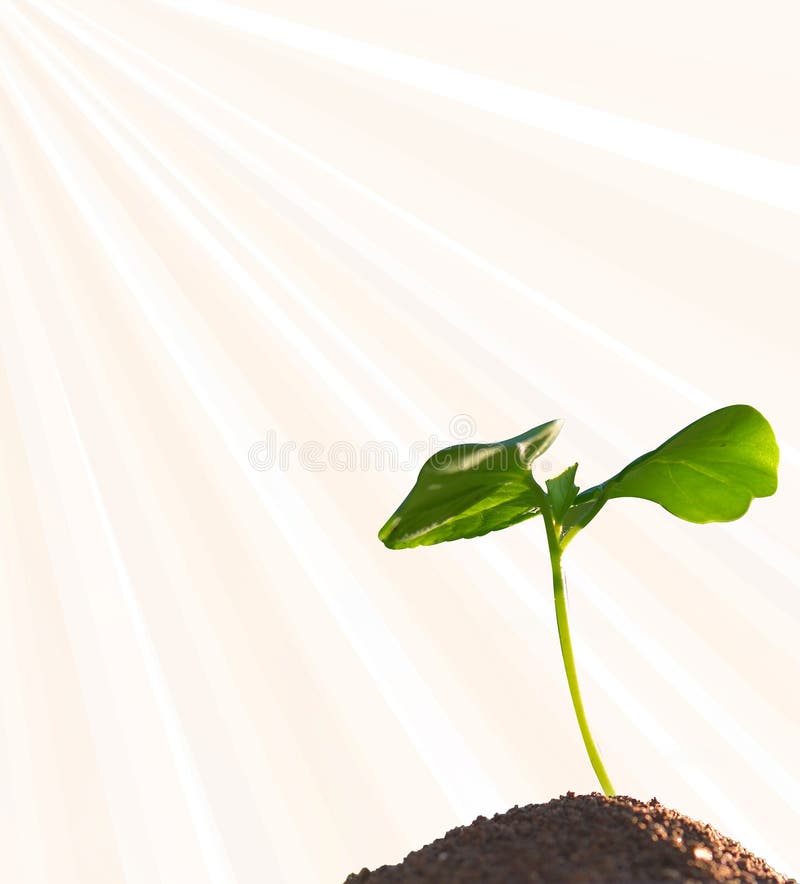 Plant Sprouting from the Ground Isolated on Background Stock Photo ...