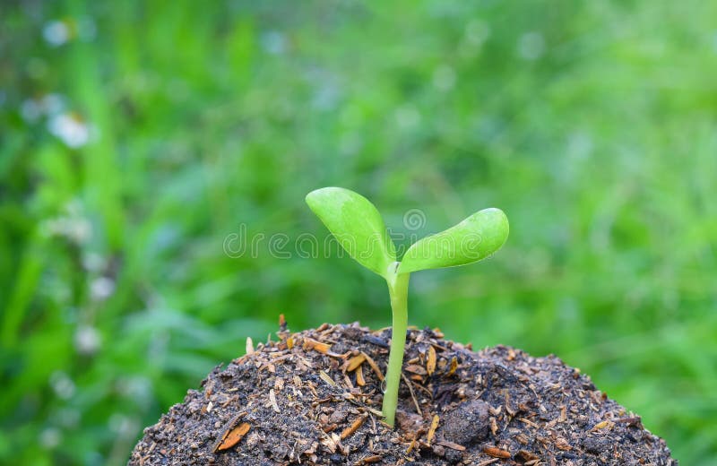 Plant sprouting stock image. Image of dehydrated, nature - 36964477