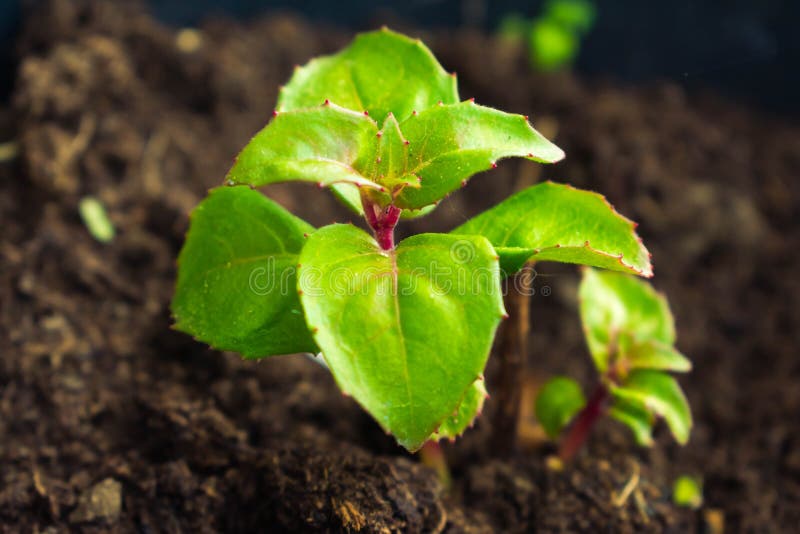 Plant Sprouting from the Ground Stock Photo - Image of gardening ...