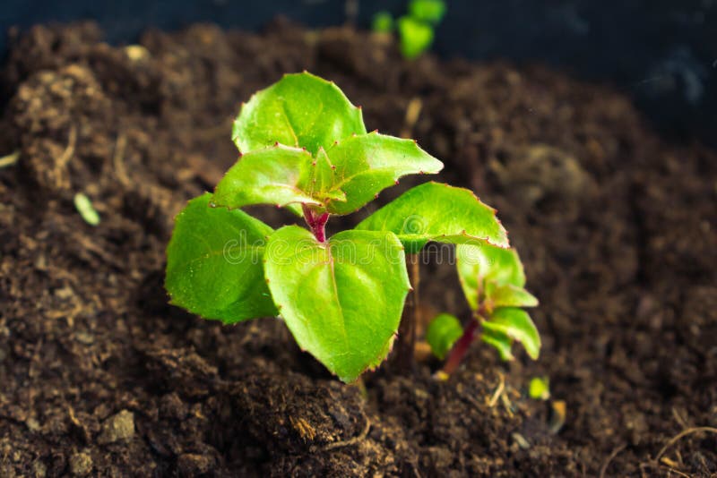 Plant Sprouting from the Ground Stock Photo - Image of leaf, plant ...