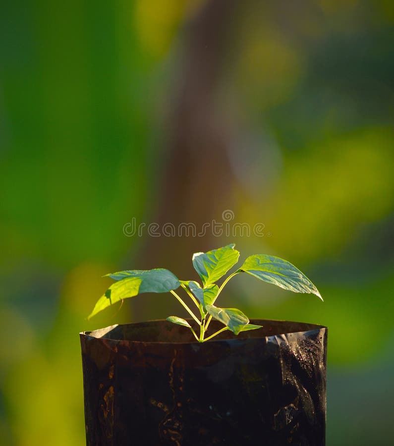 Plant Sprouting from the Ground with Vivid Green Bokeh Background Stock ...