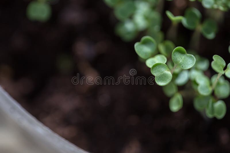 Plant Sprouting. Seedling on Black Soil Stock Image - Image of growing ...
