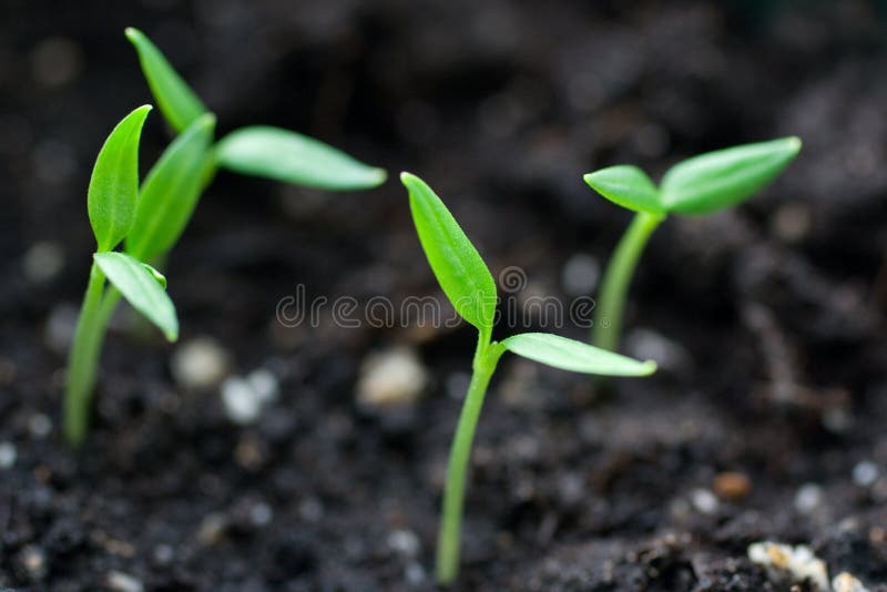 Plant sprouts stock image. Image of plant, growth, higher - 13537679