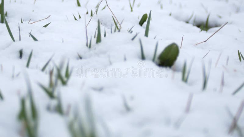 Plant Sprouts Under the Snow. Green Grass Sprouts Under Spring Snow in ...
