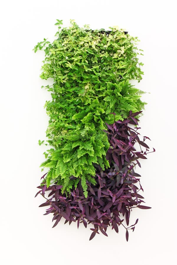 Plant square stock image. Image of square, foliage, leaf - 25158759