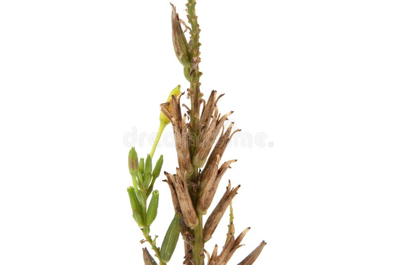 Plant Stalk stock image. Image of stalk, isolated, plant - 78877285
