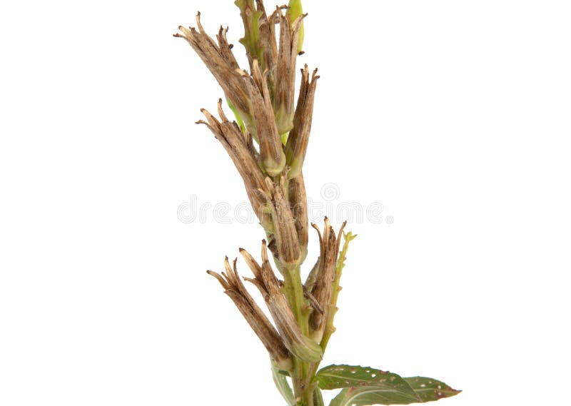 Plant Stalk stock image. Image of flowerpot, plant, flora - 78877349