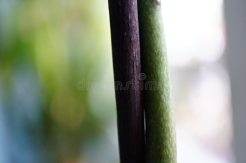 Plant stem stock photo. Image of natural, green, close - 54944778