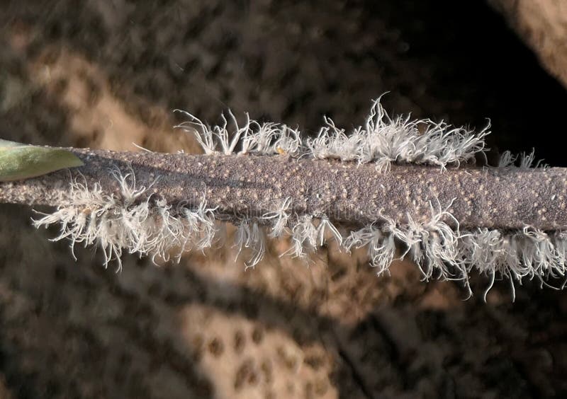Plant Stem with Fluffy Insect Infestation Stock Image - Image of leaf ...