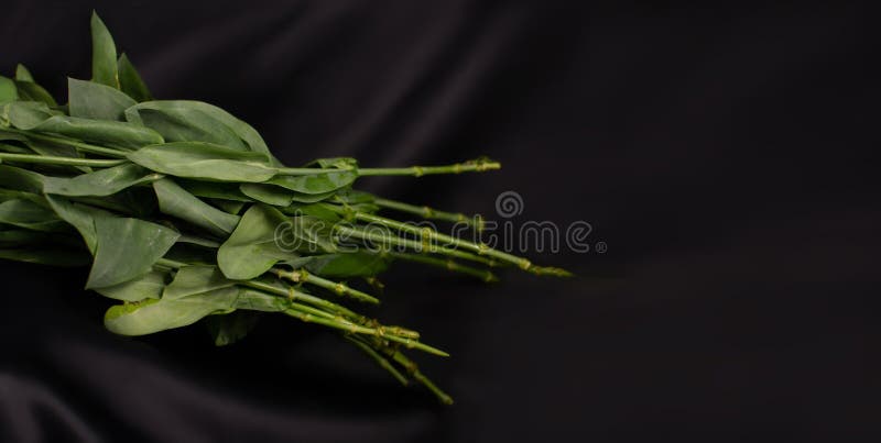 Plant Stem. Green Stem from a Plant. Flowers Stock Photo - Image of ...