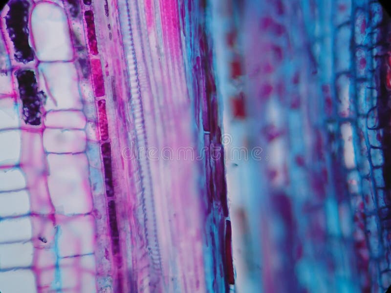 Pine stem cross section stock image. Image of pith, cambium - 17028383