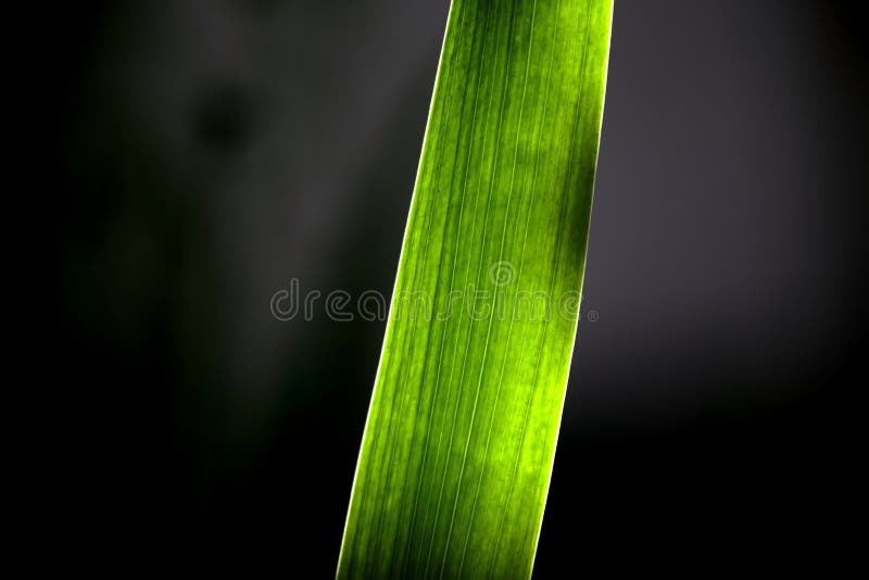 Plant Stem. Minimalism. Green Stem. Summer Background Stock Photo ...