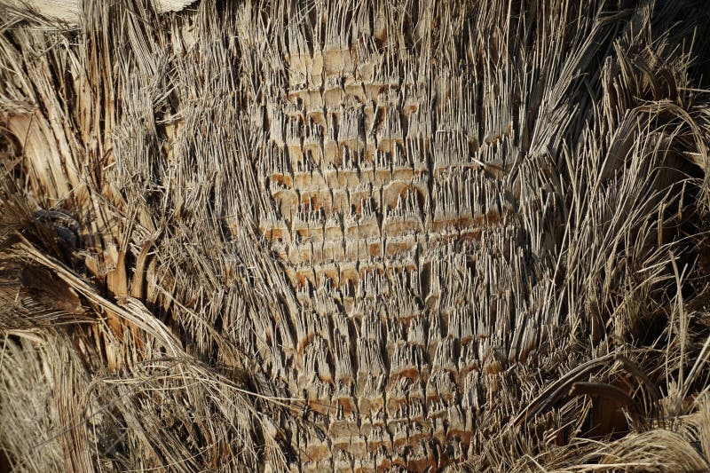 Plant Stem. Palm Bark Texture. Vertical Shot Stock Photo - Image of ...