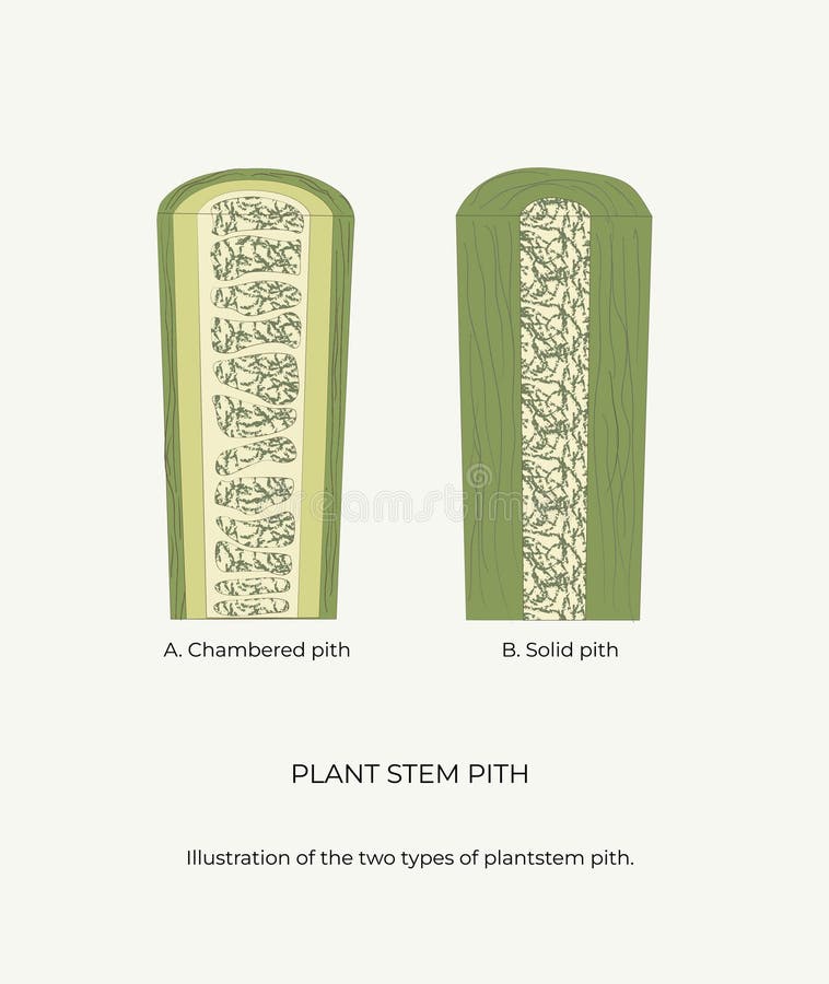 Solid Pith Stock Illustrations – 19 Solid Pith Stock Illustrations ...