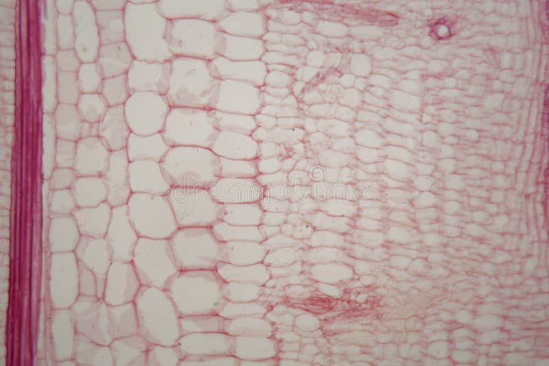 Stem with Sieve Cells Under the Microscope Stock Image - Image of ...