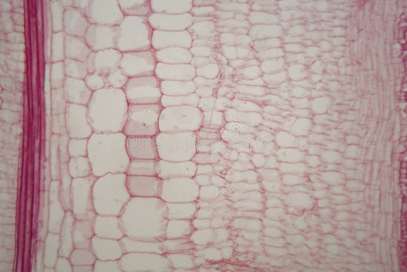 Stem with Sieve Cells Under the Microscope Stock Photo - Image of ...