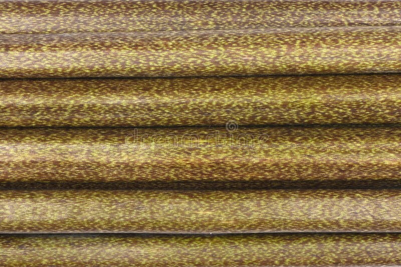 Plant Stem Texture. High Resolution Photo Stock Photo - Image of lush ...