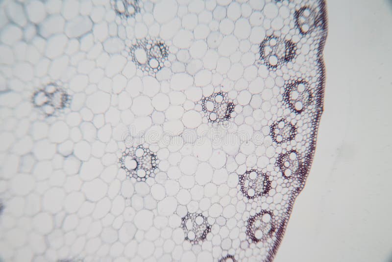 Plant Stem Under the Microscope for Classroom Education. Stock Photo ...