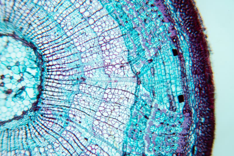 Plant Stem Under the Microscope for Classroom Education. Stock Photo ...