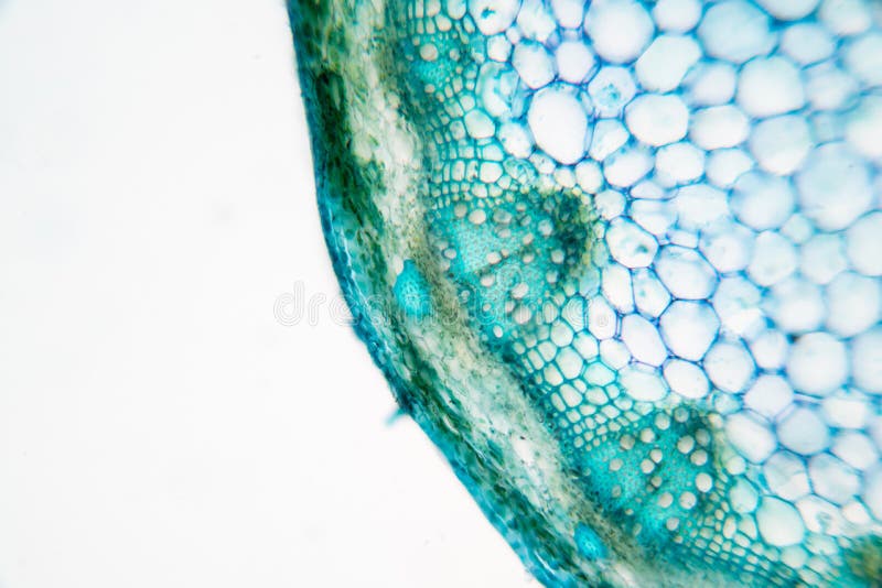 Plant Stem Under the Microscope for Classroom Education. Stock Image ...
