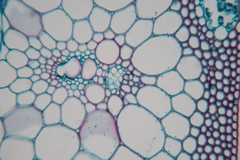 Plant Stem Under the Microscope for Classroom Education. Stock Photo ...