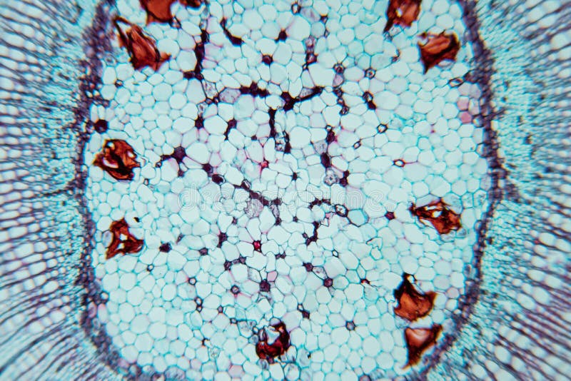 Plant Stem Under the Microscope for Classroom Education. Stock Image ...